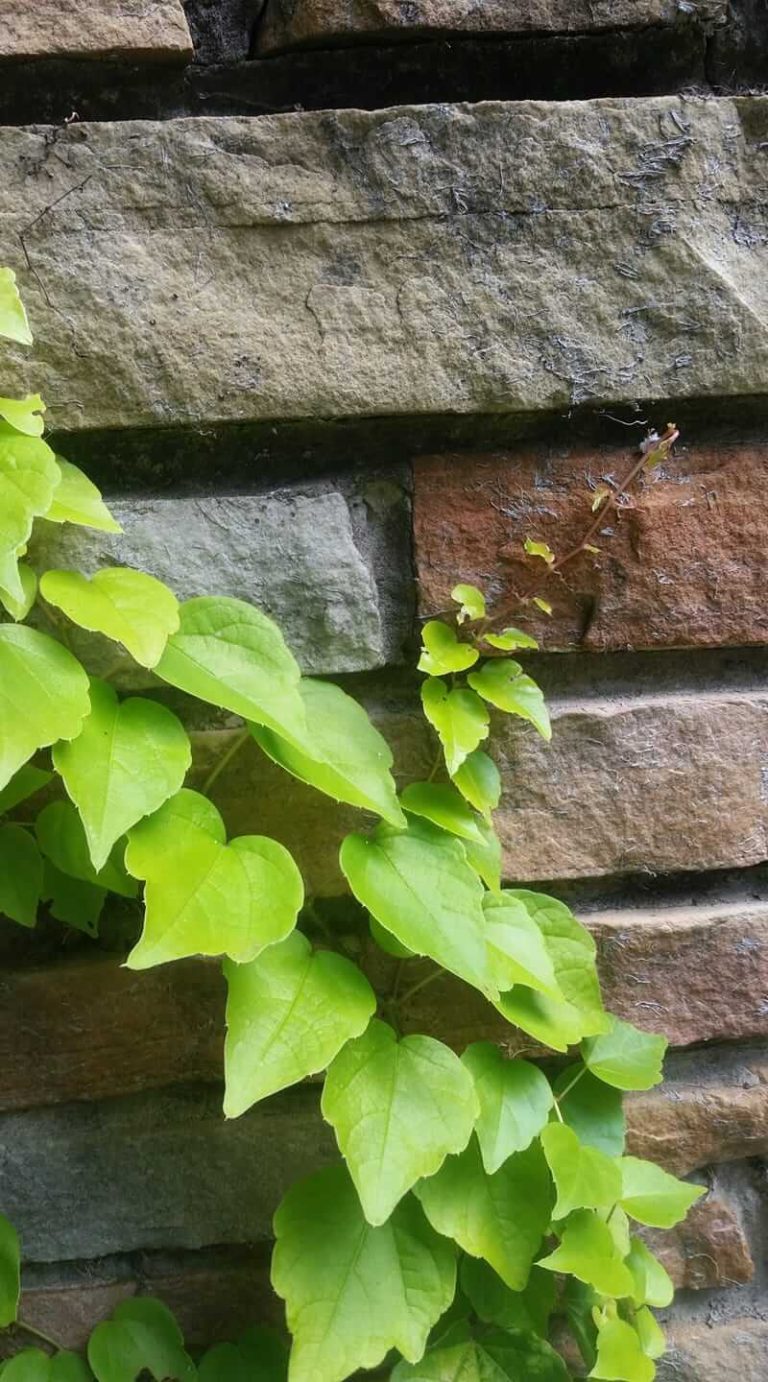 Boston Ivy Plants: Growing and Caring Tips | Home and Garden Digest
